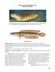 Channa bankanensis (Bleeker, 1852) Bangka Snakehead