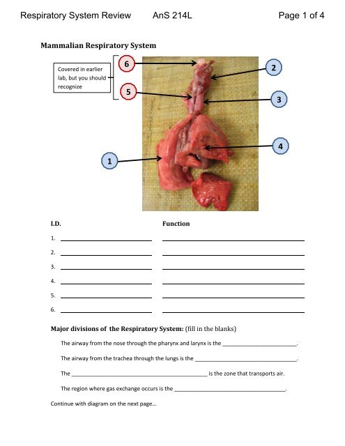 1 2 3 4 5 6 Respiratory System Review AnS 214L Page 1 of 4