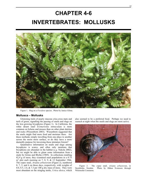 Invertebrates Mollusks