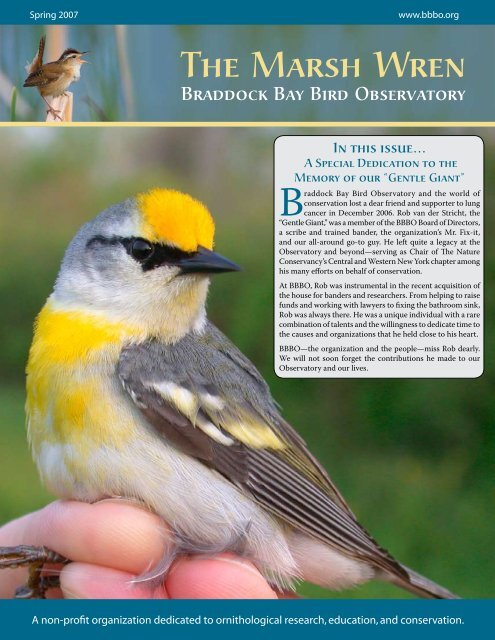 The Marsh Wren - Braddock Bay Bird Observatory