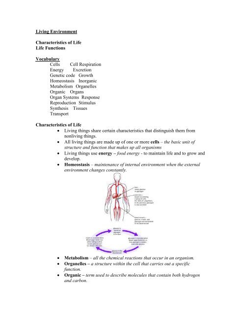 Living Environment Characteristics of Life Life Functions Vocabulary ...