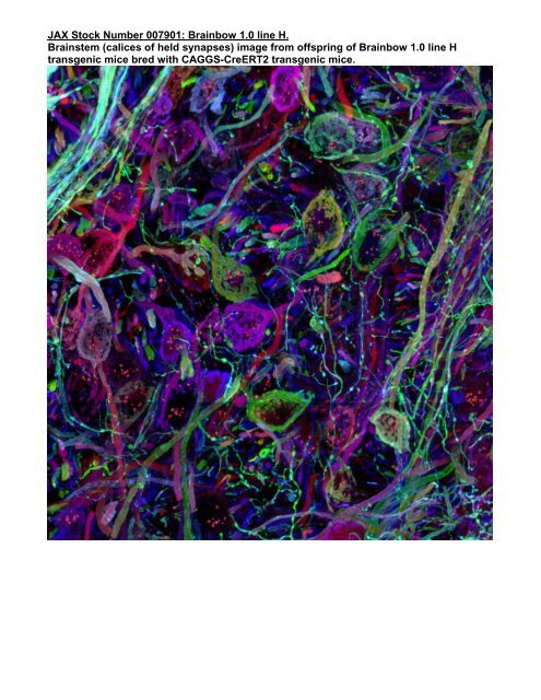 Brainbow Synapse