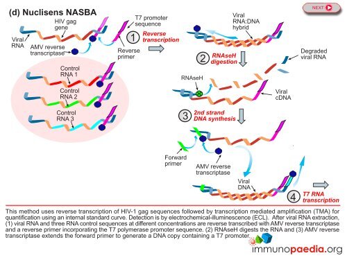 (d) Nuclisens NASBA - Immunopaedia
