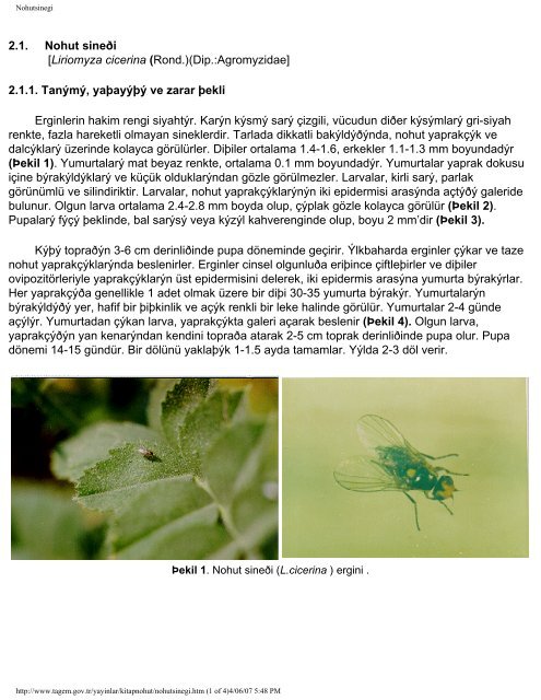 2.1. Nohut sineği [Liriomyza cicerina (Rond.)(Dip ... - Keys