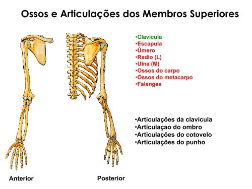 Ossos e ArticulaÃ§Ãµes dos Membros Superiores