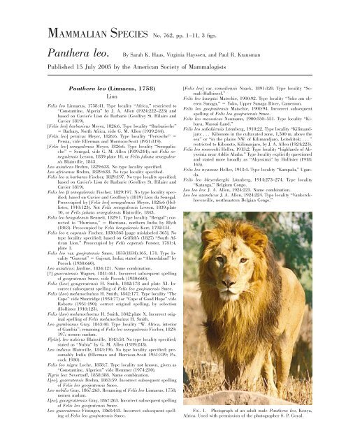 Panthera Leo Senegalensis