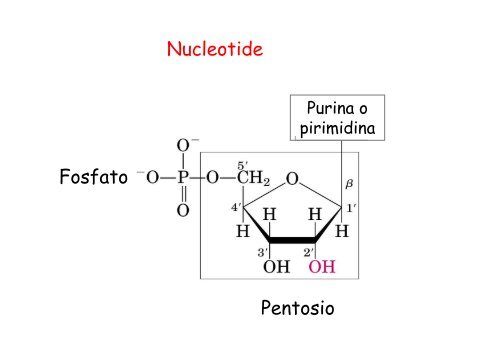 Diagramma Del Ribosio 1: A Schematic Of The Cyclic Form Of The Ribose