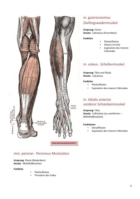 mm. peronei - Peroneus-Mu
