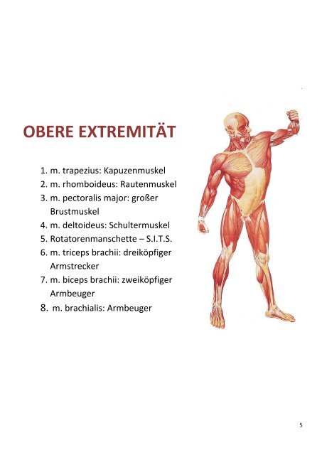 mm. peronei - Peroneus-Mu