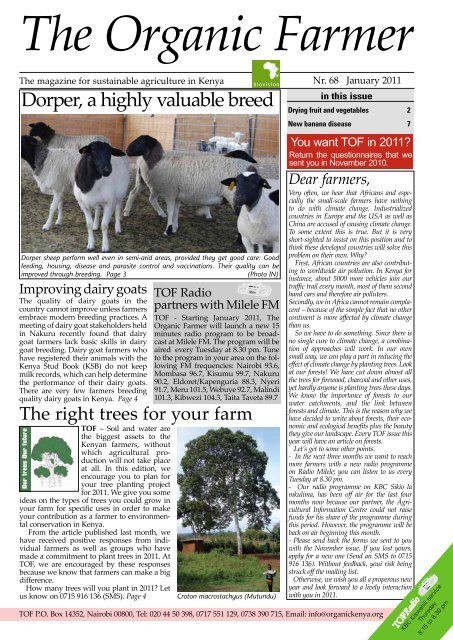 Dorper, a highly valuable breed - Infonet-Biovision