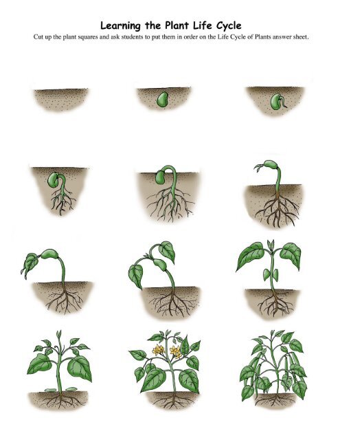 Learning The Plant Life Cycle