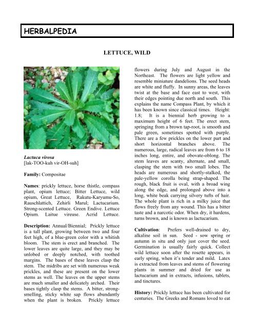 How To Grow Lactuca Virosa