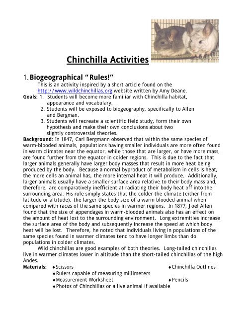Chinchilla Activities