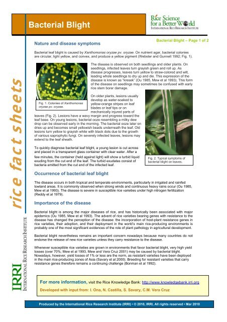 Bacterial blight - Rice Knowledge Bank - International Rice ...