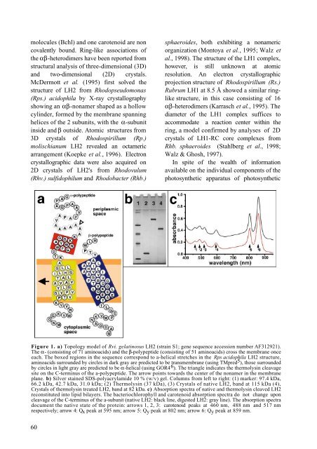 molecules (Bchl)