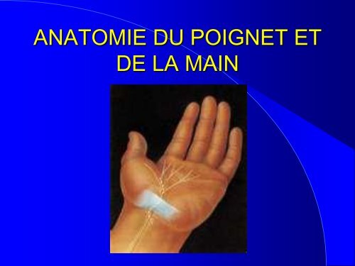 Anatomie poignet
