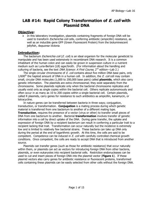 Bacterial Transformation Lab Results