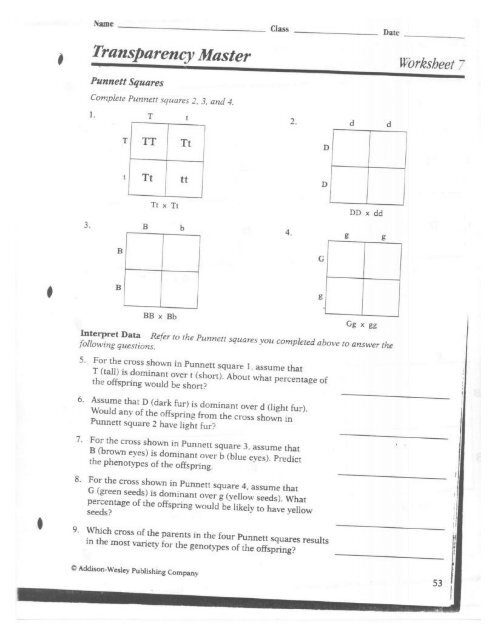 Punnett Square Worksheet For 7th Grade
