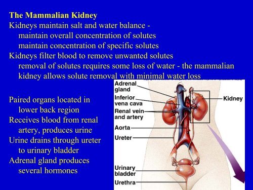 The Mammalian Kidney Kidneys maintain salt and water balance ...