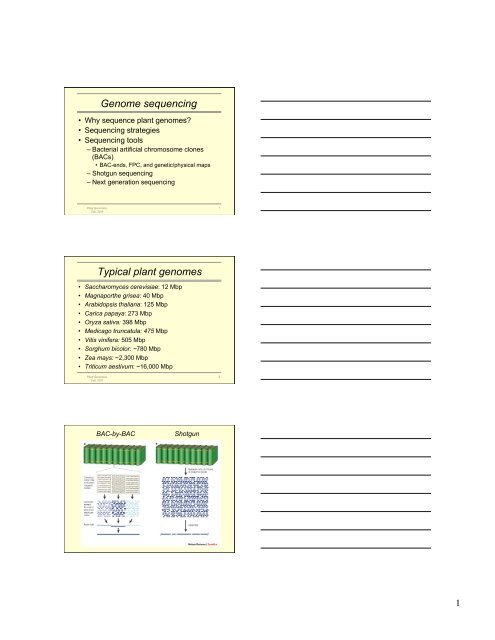 Genome sequencing Typical plant genomes