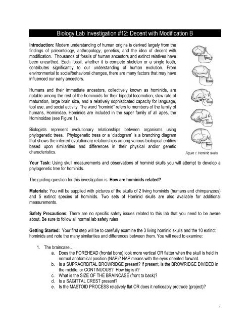 Homind Evolution - An Argument Driven Inquiry Lab Activity.pdf