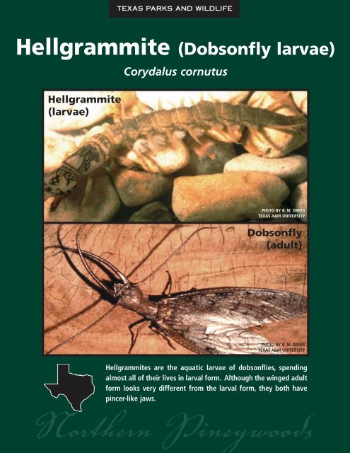 Dobsonfly Larvae In Water