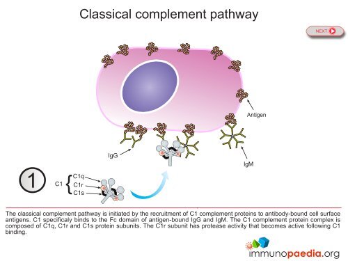 Classical pathway.pdf - Immunopaedia