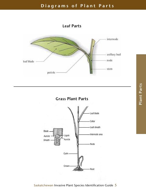 Invasive Plant Species Identification Guide - Saskatchewan Forage ...
