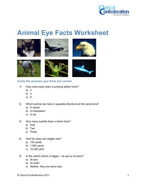 Animal Eye Facts Worksheet