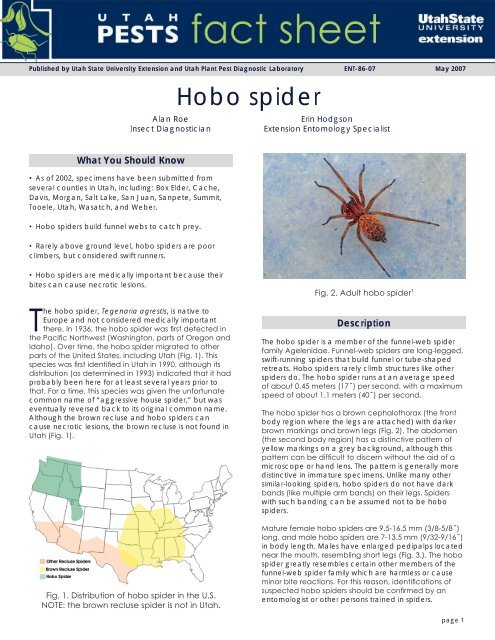 Juvenile Hobo Spider