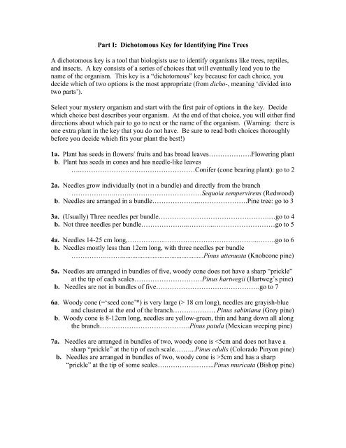 Dichotomous Key Worksheet