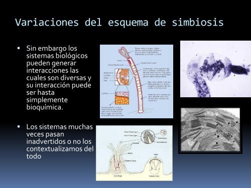 Simbiosis• Los procesos