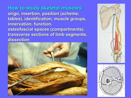 How to study skeletal mus