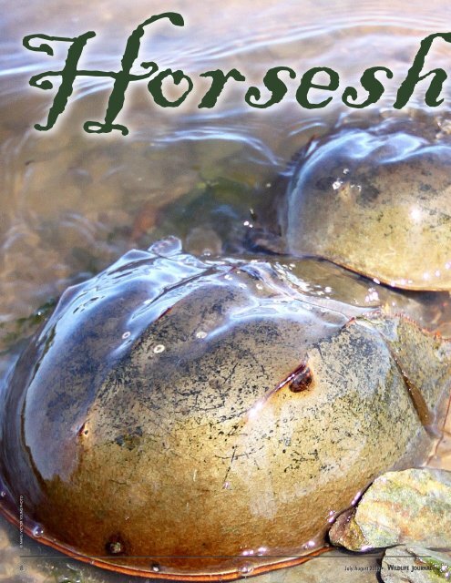 Horseshoe crabs - New Hampshire Fish and Game Department