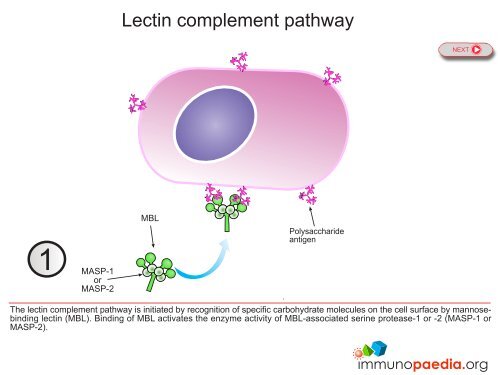 Lectin pathway.pdf - Immunopaedia