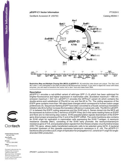 pEGFP-C1 - Gene Synthesis