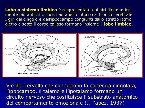 Diagramma Del Cervello Lobi