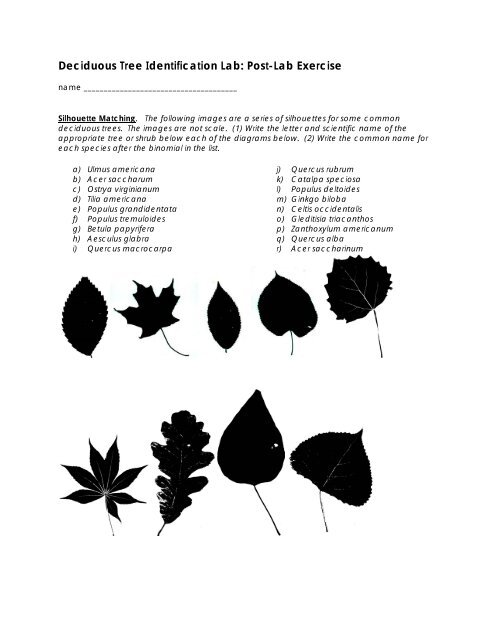 Deciduous Leaves Identification