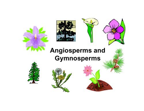 Angiosperm And Gymnosperm