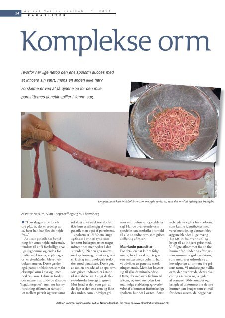 Hvorfor har lige netop den ene spolorm succes med at inficere sin ...