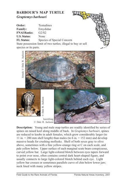 BARBOUR'S MAP TURTLE Graptemys barbouri - Florida Wildlife ...