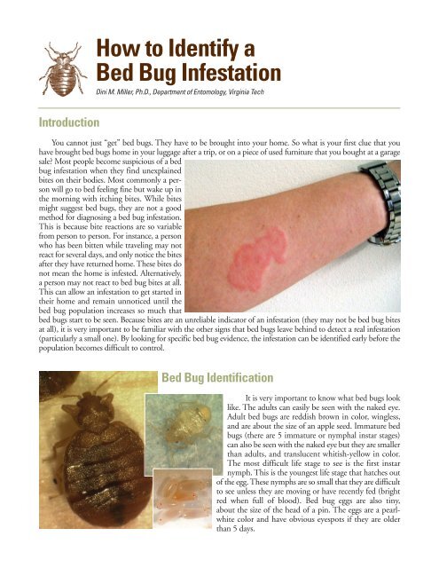 Bed Bug Infestation Signs