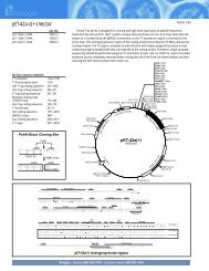 pET-32a-c(+) Vectors