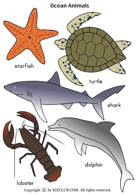 starfish lobster dolphin shark turtle - Kiz Club