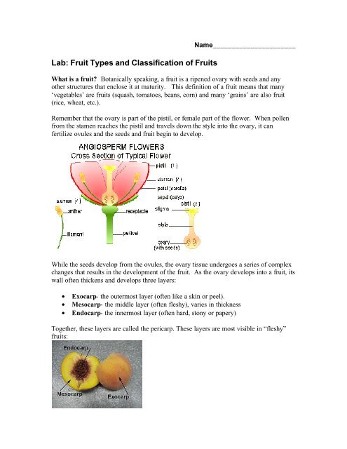 Fruit Classification Lab - SAHRA