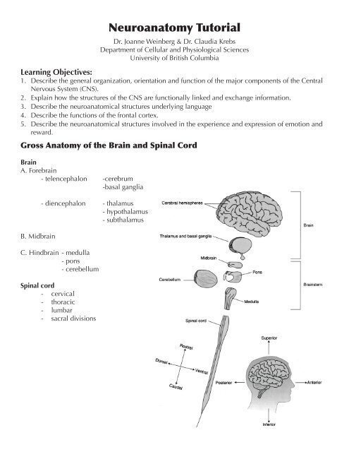 Neuroanatomy Tutorial