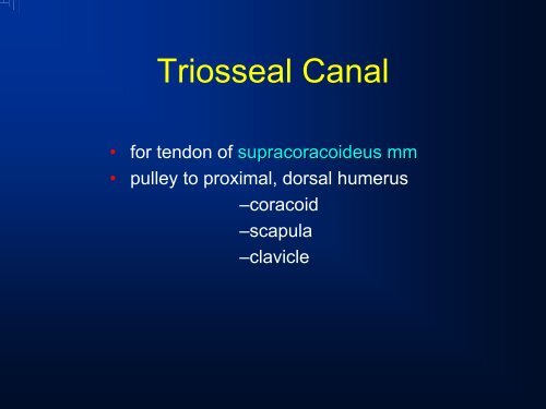 Triosseal Canal• for te