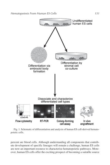 Hematopoiesis From Human