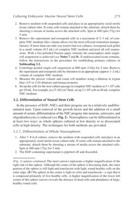 Culturing Embryonic Murin