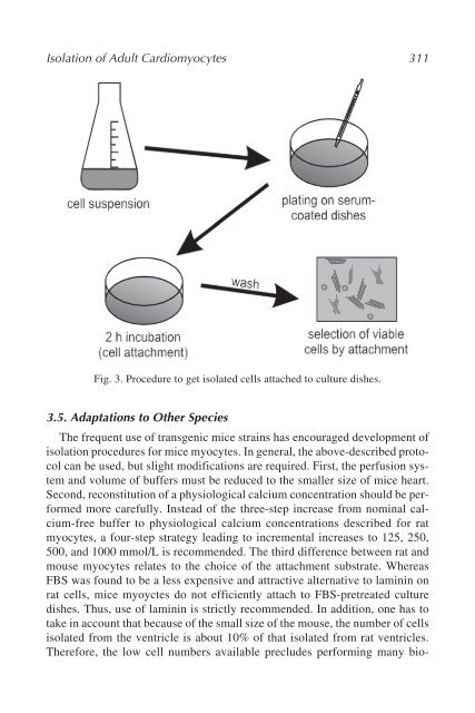 Isolation of Adult Cardio